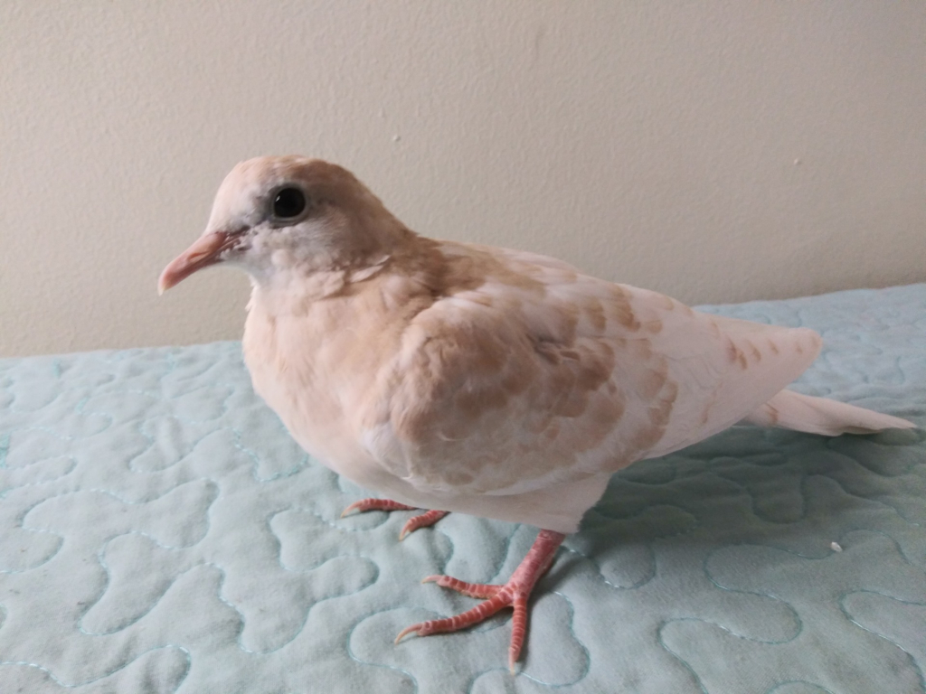 Peach Ringneck Dove for Sale | Tropical Wings Birds