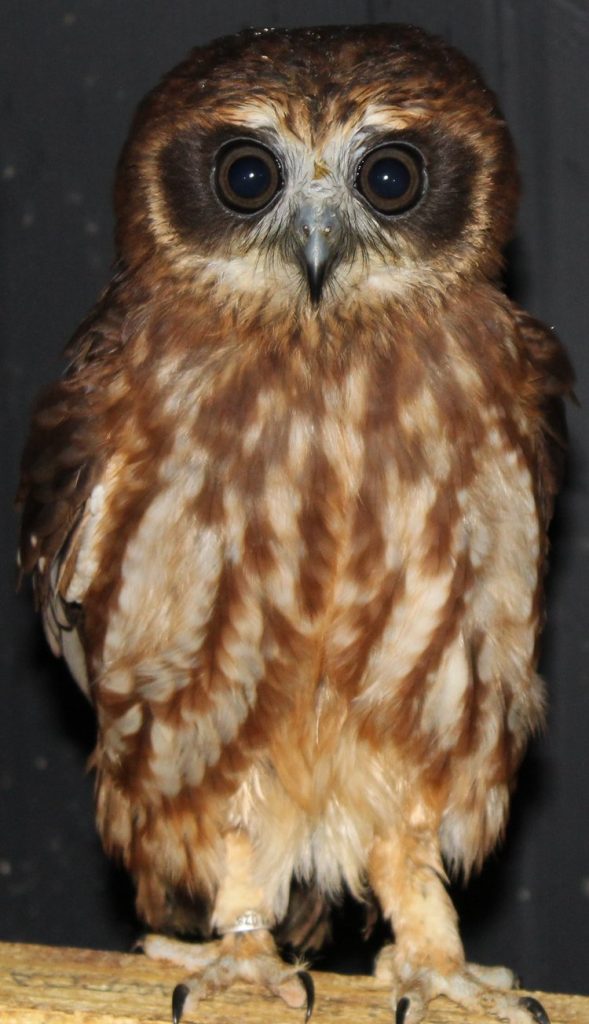 Buy Boo Book Owl Online - Tropical Wings Birds