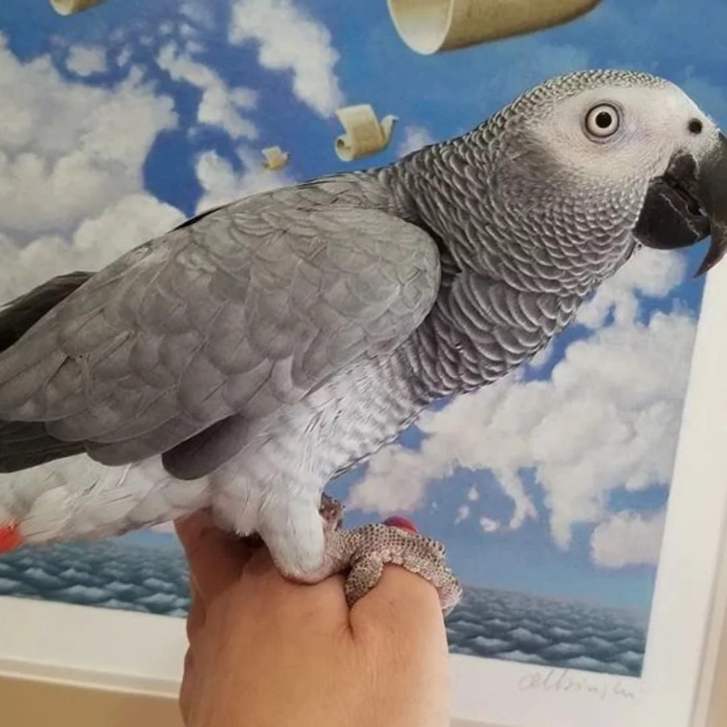 African Grey Parrot for Sale | Tropical Wings Birds