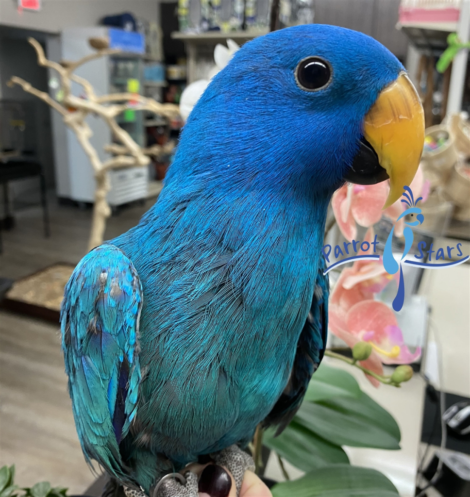 Solomon Islands Electus for Sale | Tropical Wings Birds
