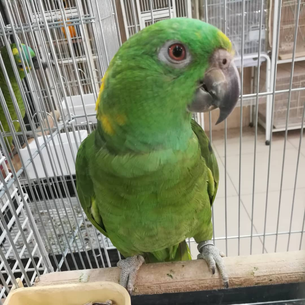Panama Amazon Parrot for Sale | Tropical Wings Birds