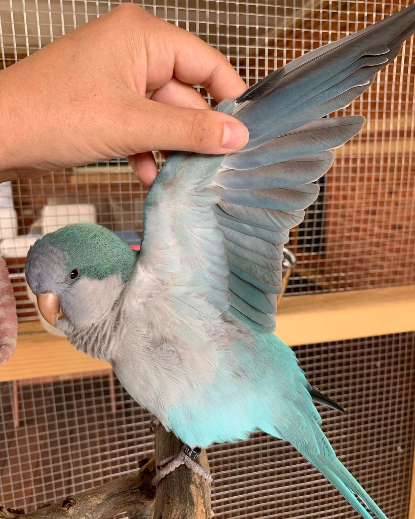 Quaker Parrot for Sale | Tropical Wings Birds