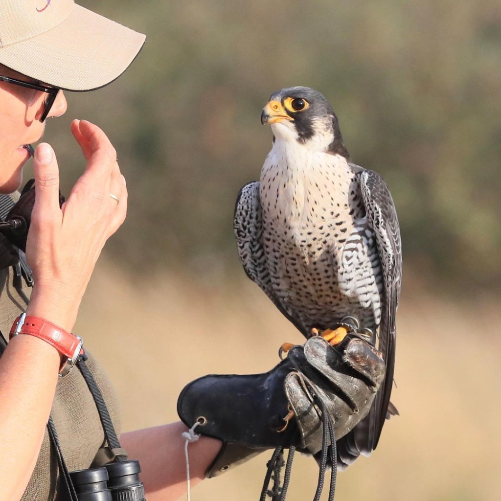 Buy Wing Predators Falcon Online - Tropical Wings Birds